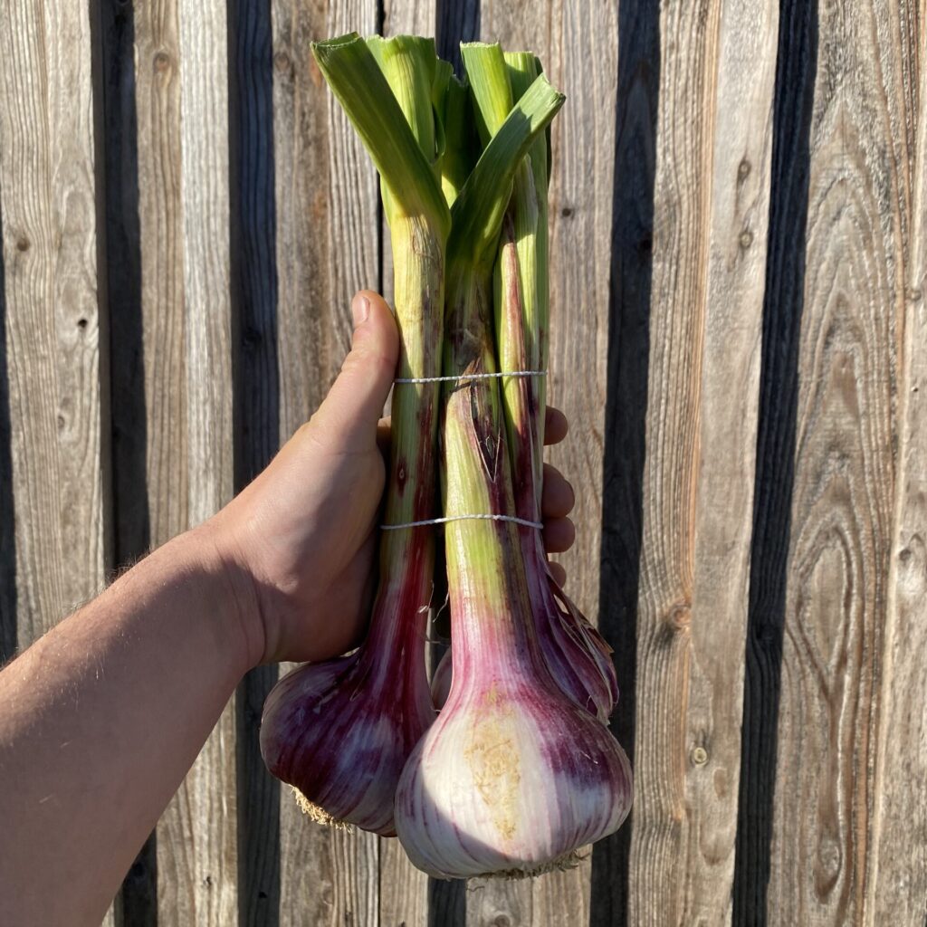 Ail Frais : Saveur Intense et Bienfaits pour la Santé - Jardins de Garonne